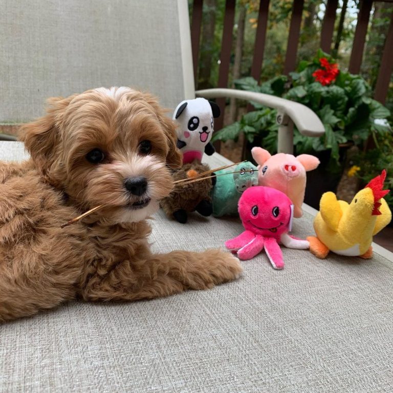 Maltipoo For Adoption - Apricot Maltipoo Puppies Adoption