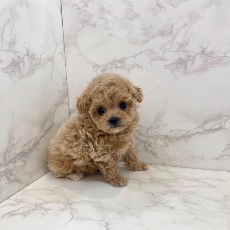 Teacup Maltipoo For Sale