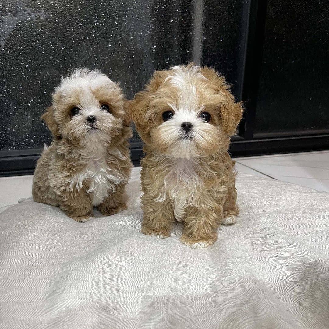 How Much do Maltipoo Puppies Cost - Teacup Maltipoo Puppies For Sale